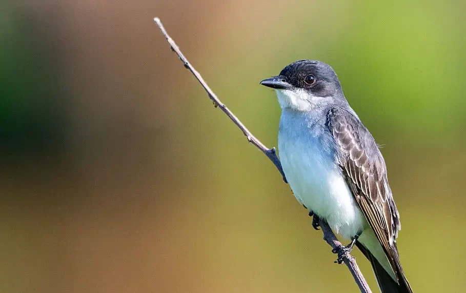 Your friendly guide to mastering bird ID