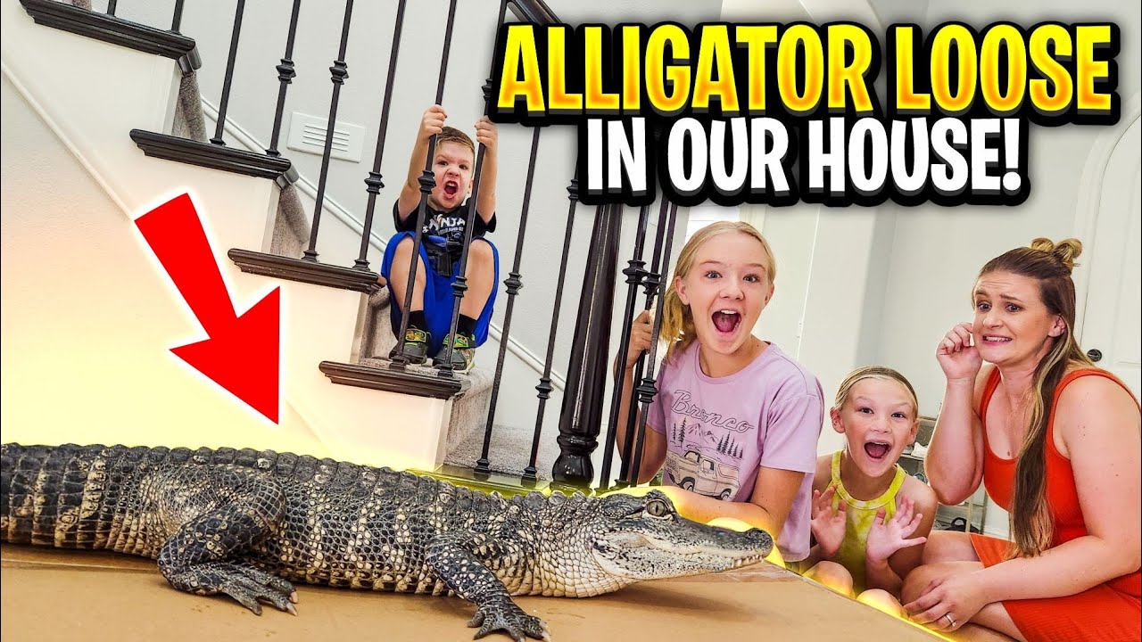 I met an alligator in my living room! 😳