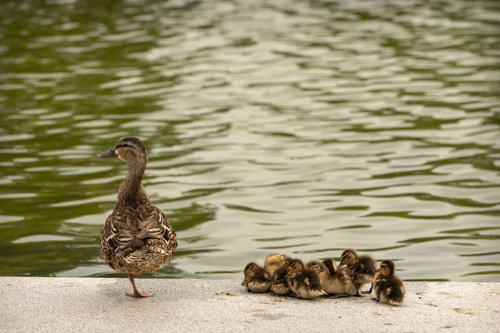 Environmentalists call for investigation after birds found dead near ...