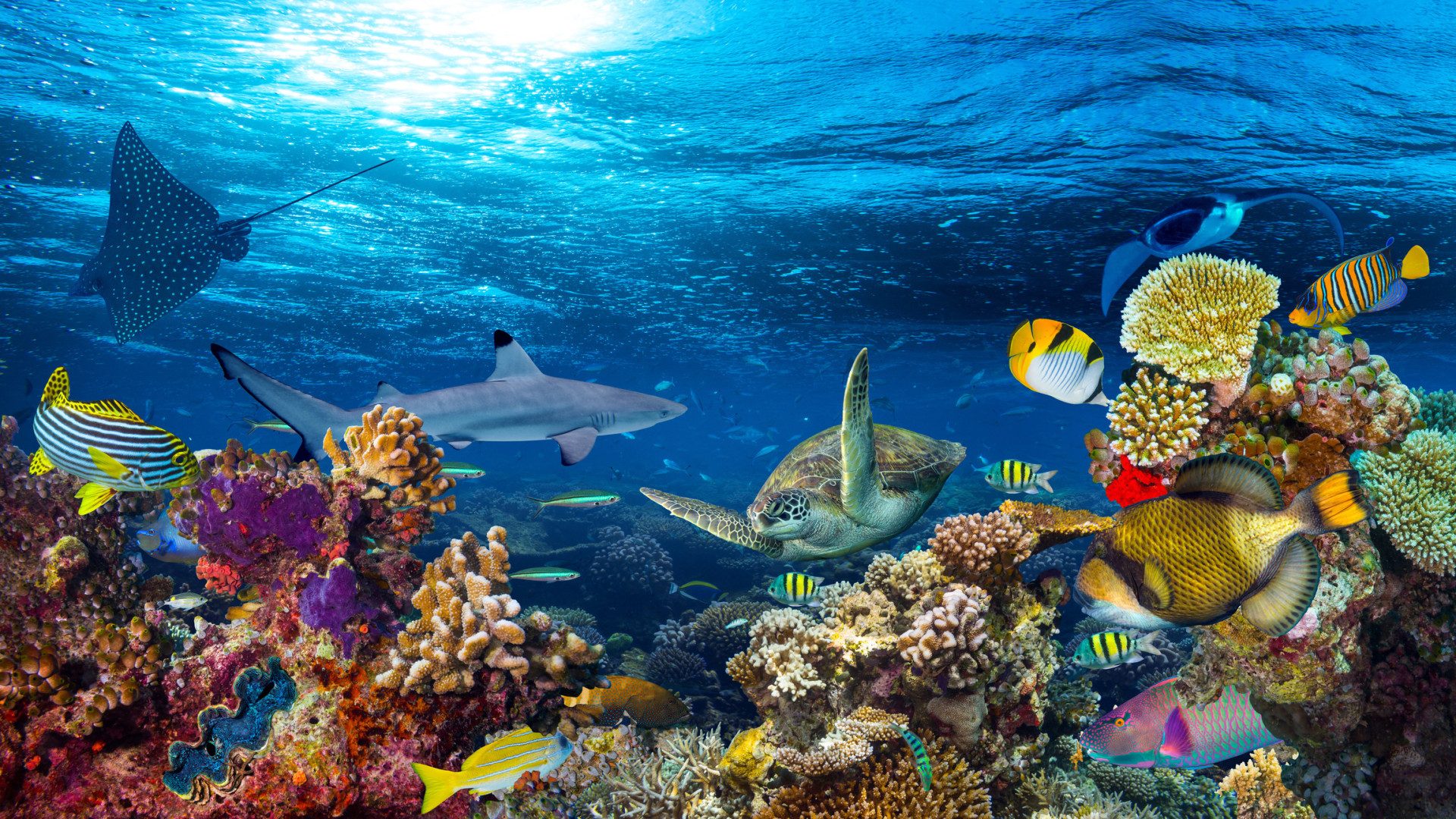 Photographie sous-marine : un art méconnu