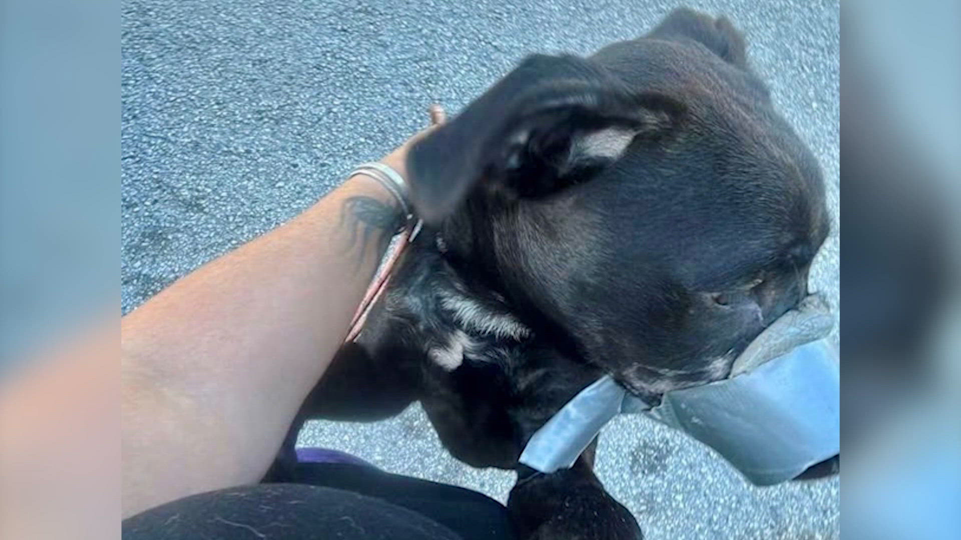 Auburndale woman arrested after a dog was found with snout taped shut