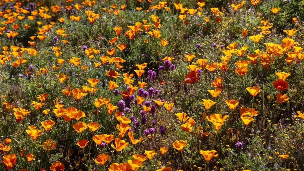 14 colorful flowers that thrive in summer heat