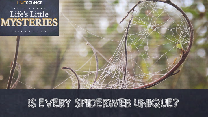 Is every spider web unique?