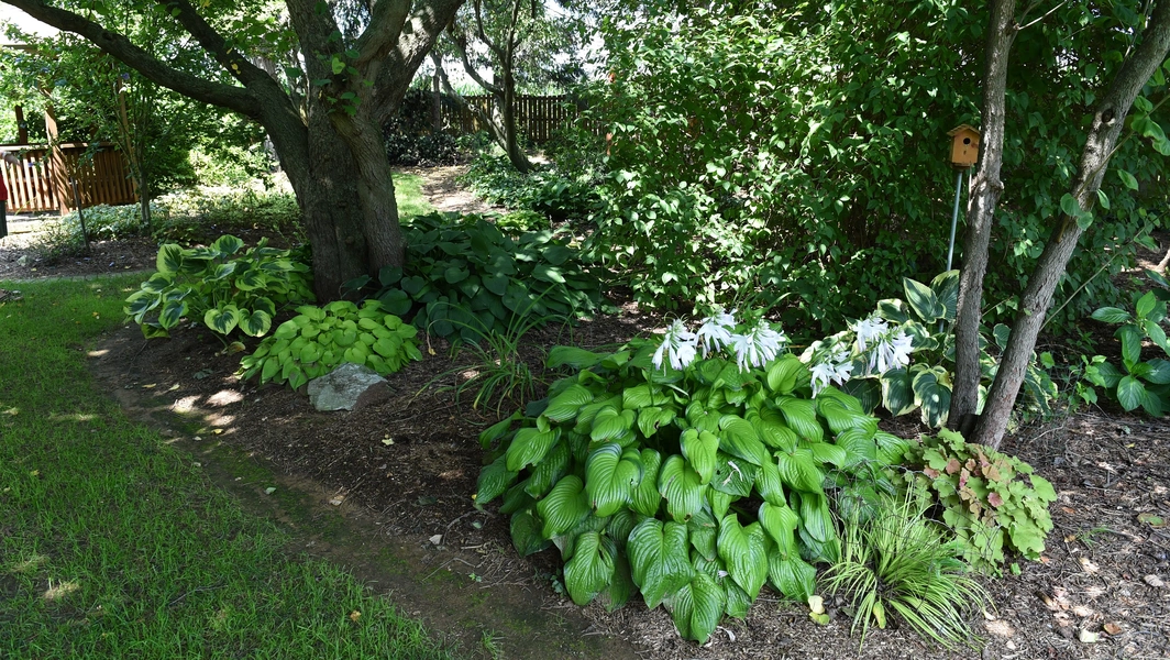 Optimal growing conditions for healthy hostas