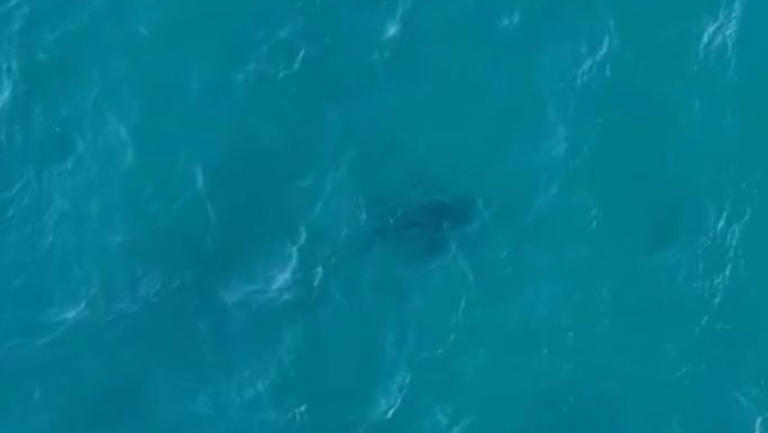 Eerie scenes as shark spotted at Bondi