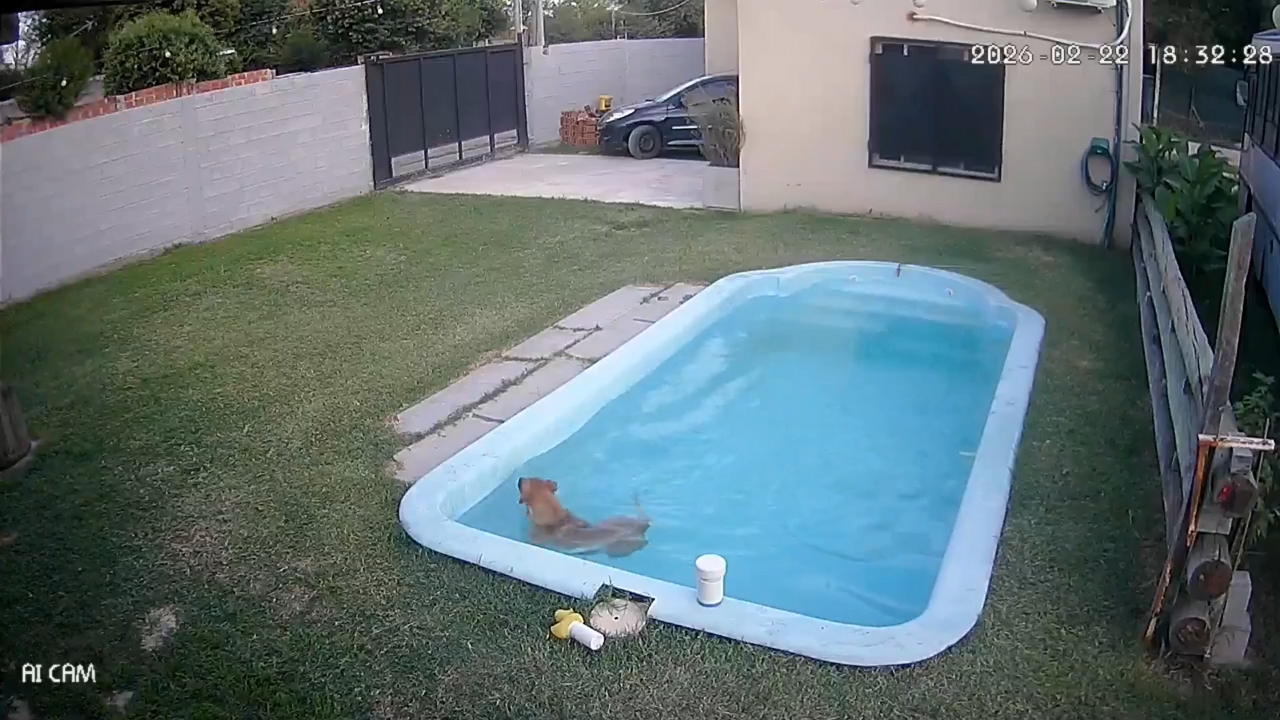 Curious dog takes the plunge into pool!
