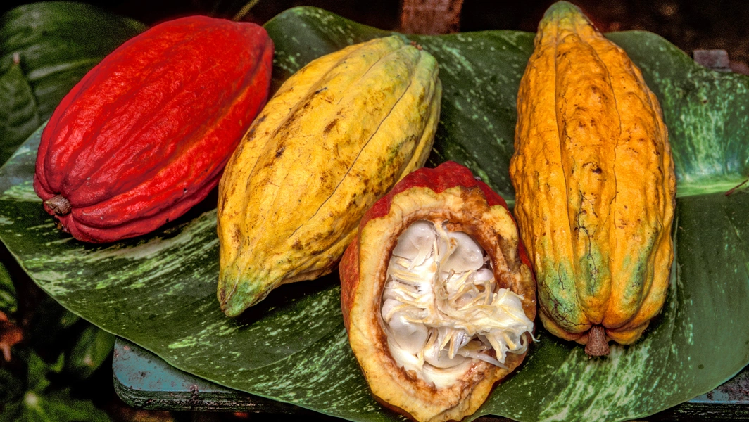 Cocoa extract’s role in heart and wellness benefits