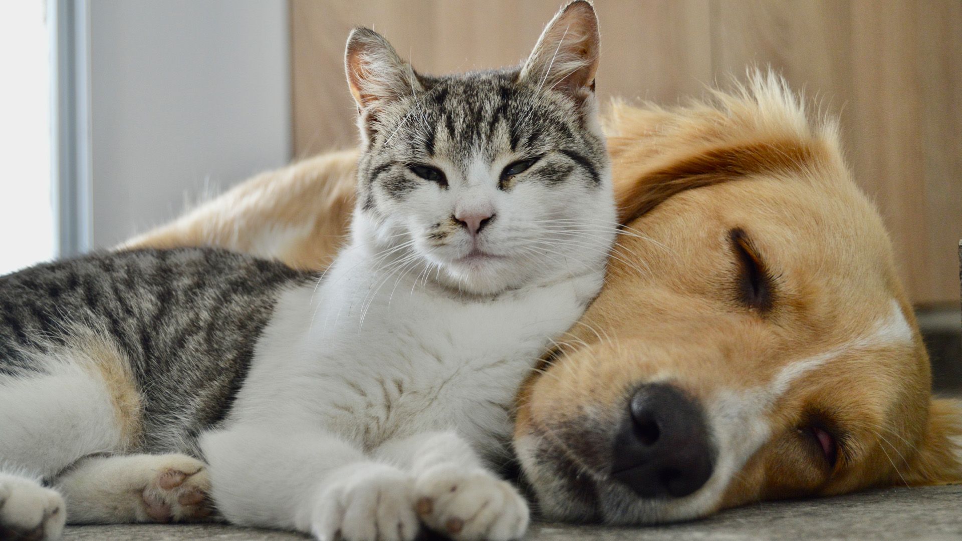 Best cat breeds for dog owners