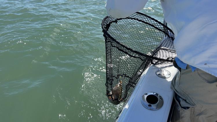 Gov. DeWine’s final Fish Ohio Day celebrates Lake Erie’s impact on Ohio