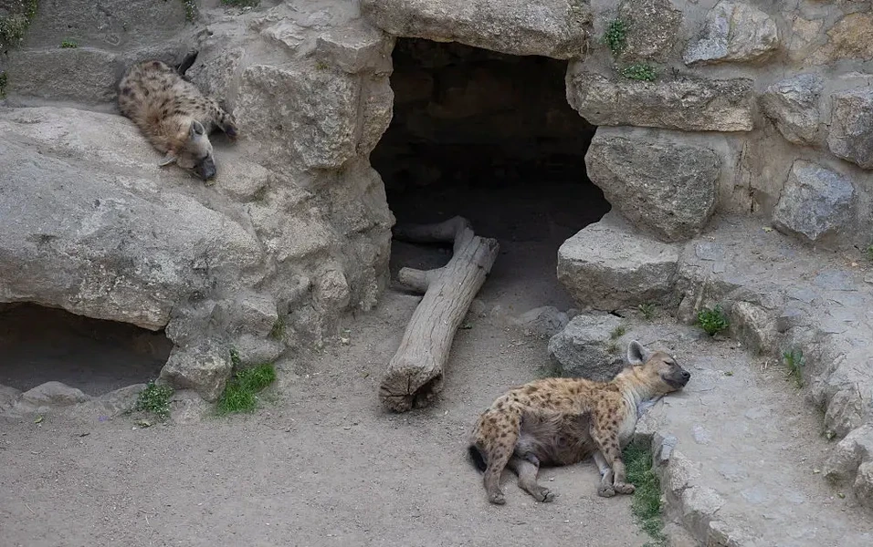 Inside the matriarchal power of hyena clans
