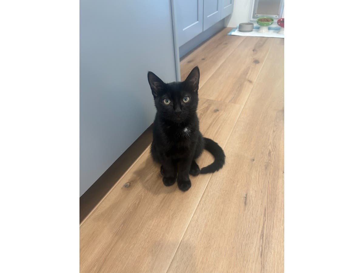 Chuck Norris, ‘Purring Machine’ kitten, to attend Northport adoption ...