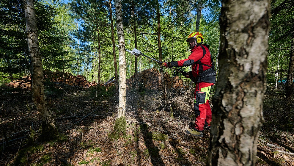 Affordable methods for safe tree stump removal