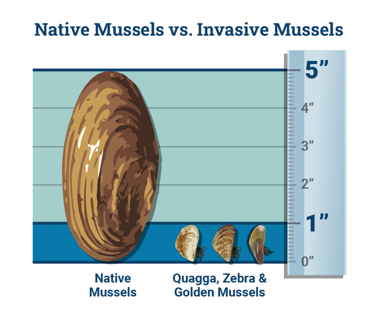Invasive mussel found for first time at Central Oregon reservoir