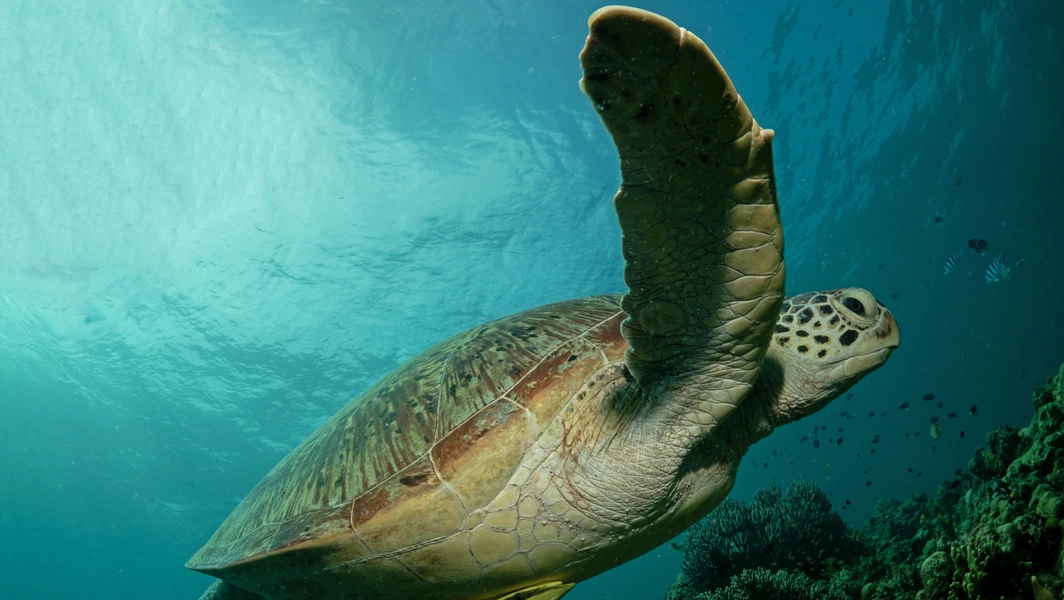 10 stunning moments from the underwater world