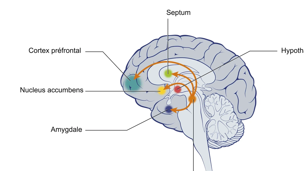How dopamine and stress shape sexual motivation