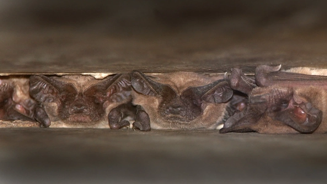 Humane bat removal in South Carolina