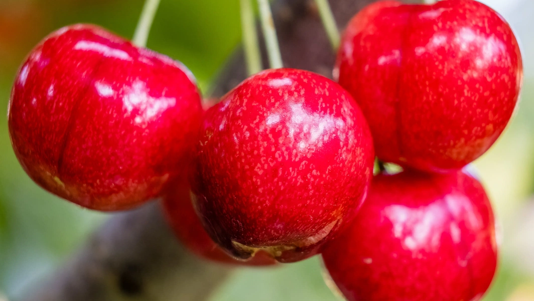 Keeping cherries fresh from store to storage