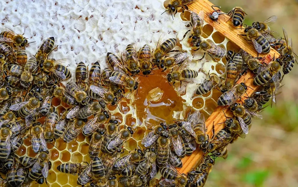 Experts warn against feeding bees unknown honey to prevent disease