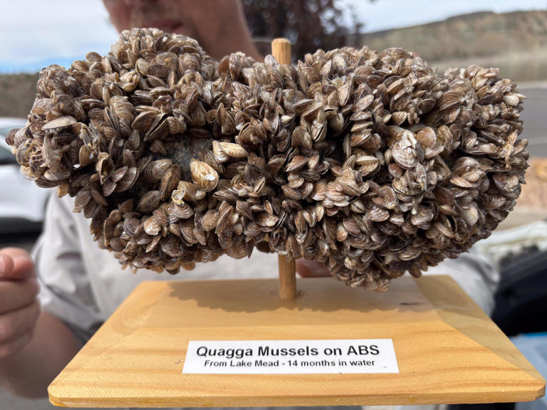 Invasive mussel found for first time at Central Oregon reservoir