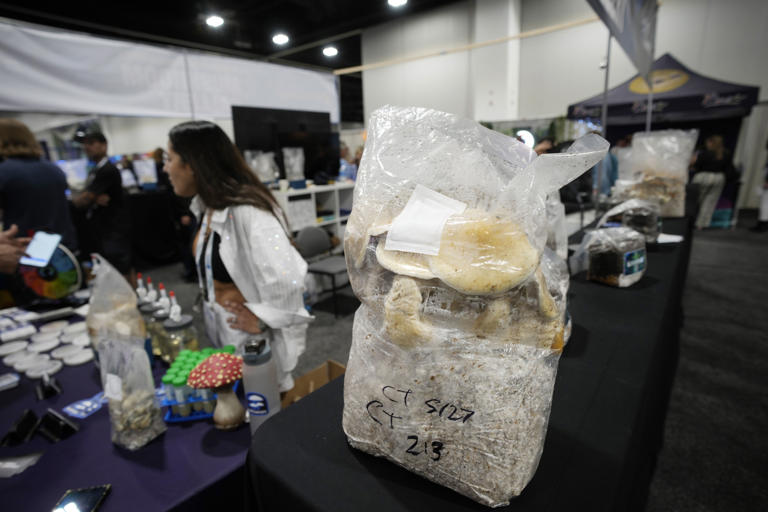 Nearly 5 million veterans have used magic mushrooms, LSD or MDMA, study ...