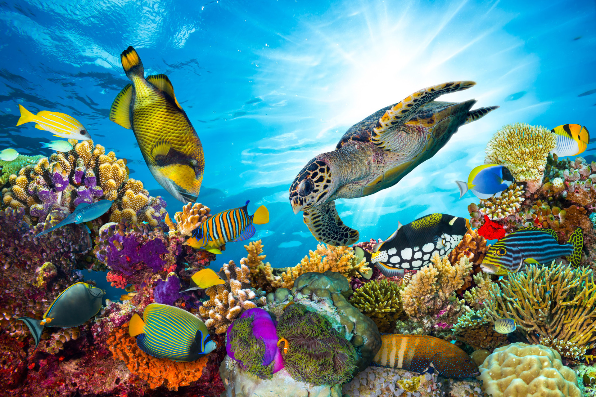 Photographie sous-marine : un art méconnu