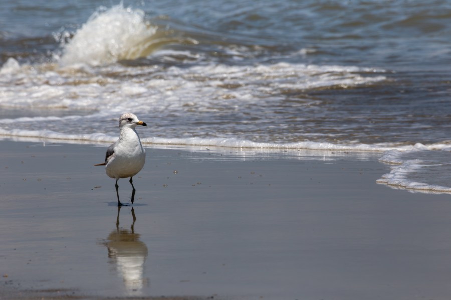 Popular Georgia beaches face elevated levels of fecal bacteria ...