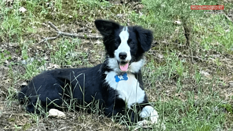 Rescue helps NKY woman find lost puppy after crash on I-75