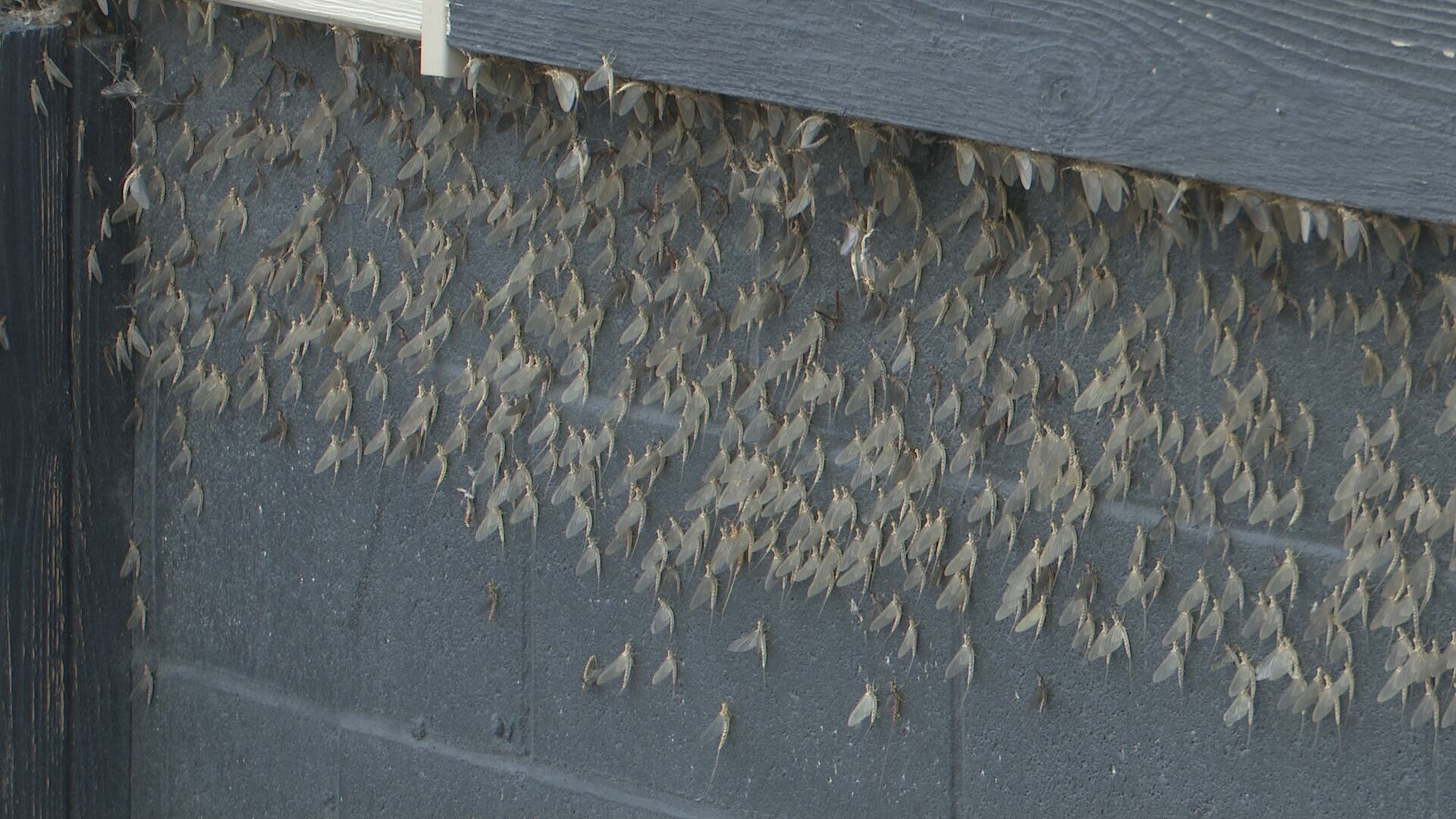 Mayflies swarm Point Place tavern and Lake Erie shores