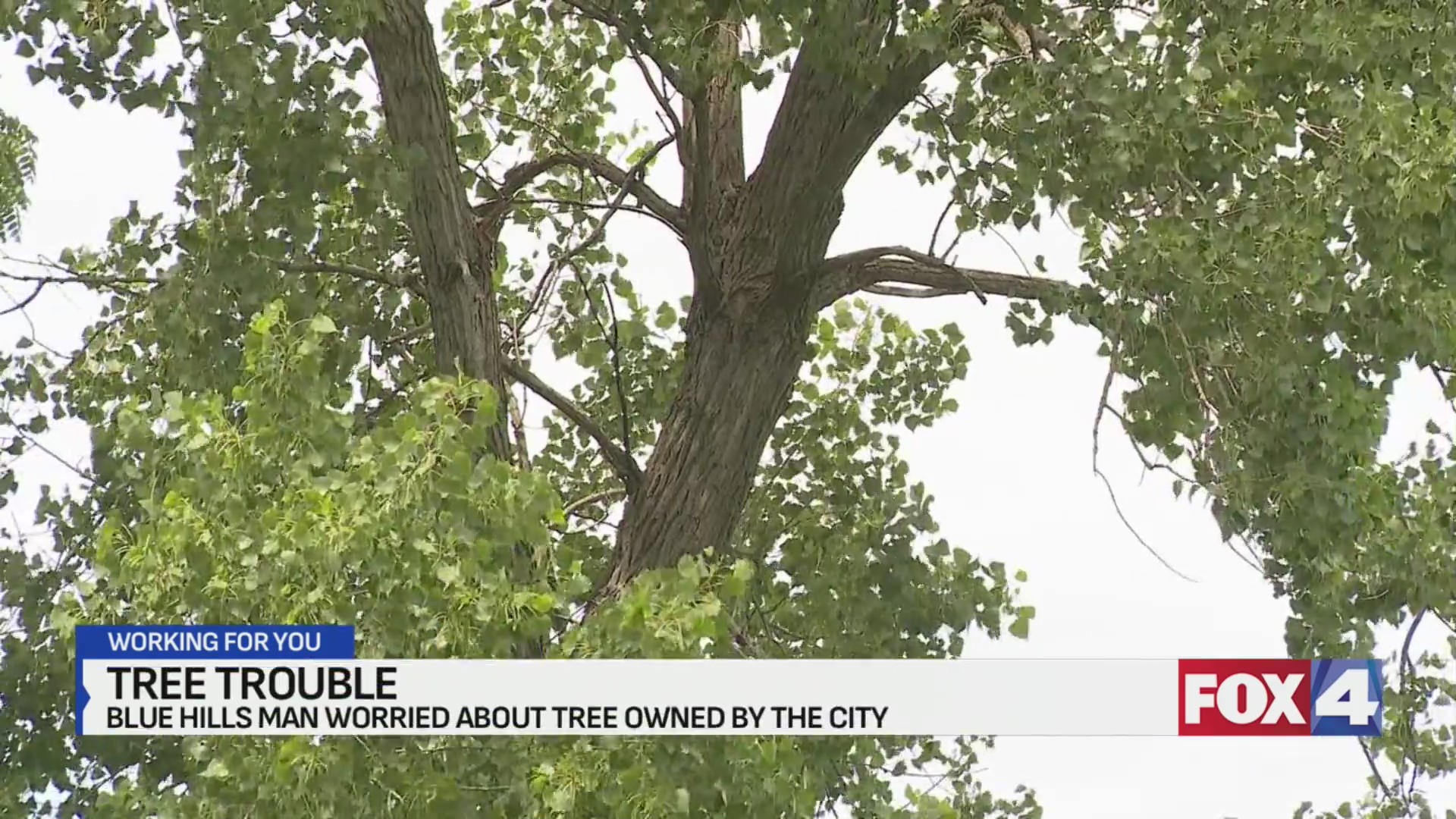Blue Hills man worries tree owned by KCMO is a threat to his house