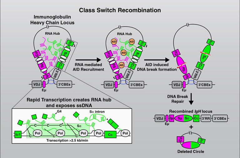 Real-time imaging reveals 'RNA hub' driving adaptive immune response