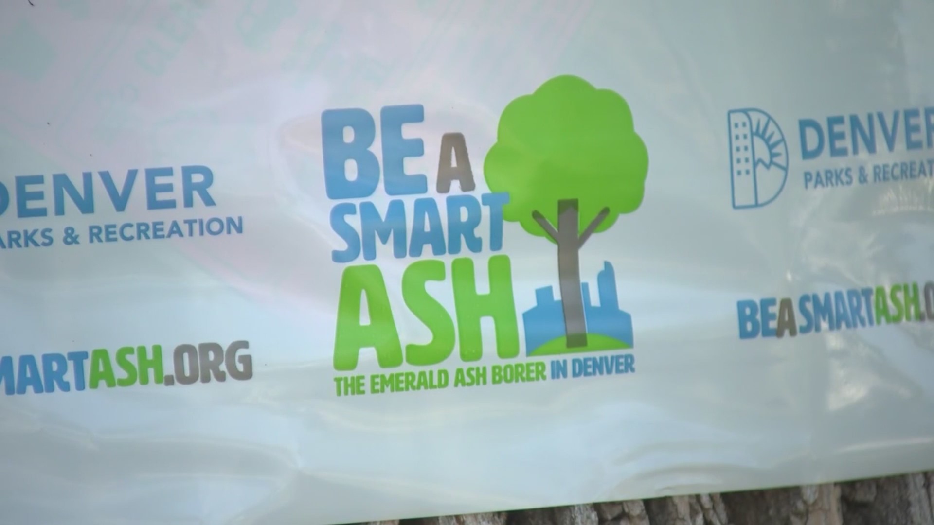 Emerald ash borer insects detected in Denver: What to know for tree health