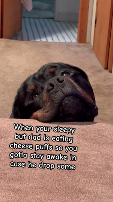 Anything for some crumbs: Funny hungry Rottweiler moment