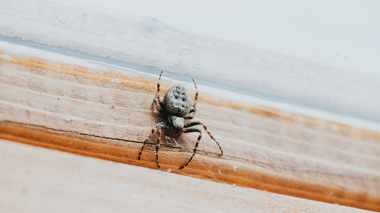 How to ward off spiders naturally using a common fragrance they can't ...
