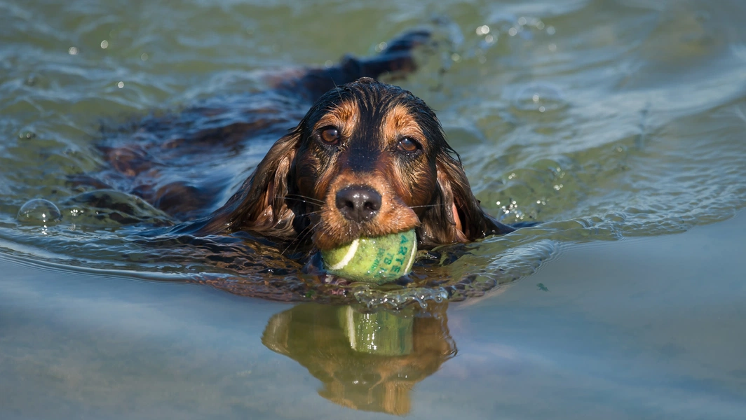 Why dogs engage with unusual water sources
