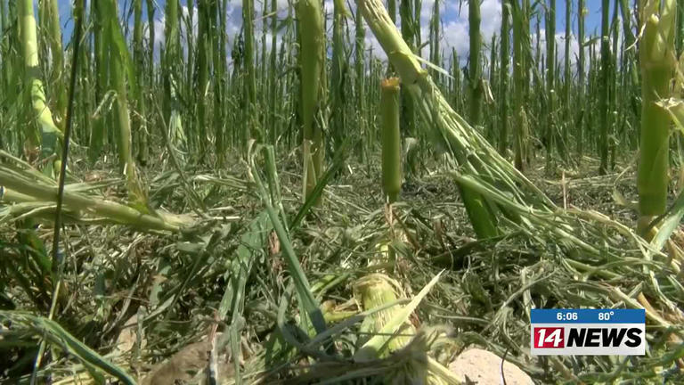 Severe weather destroys some corn crops in Gibson County