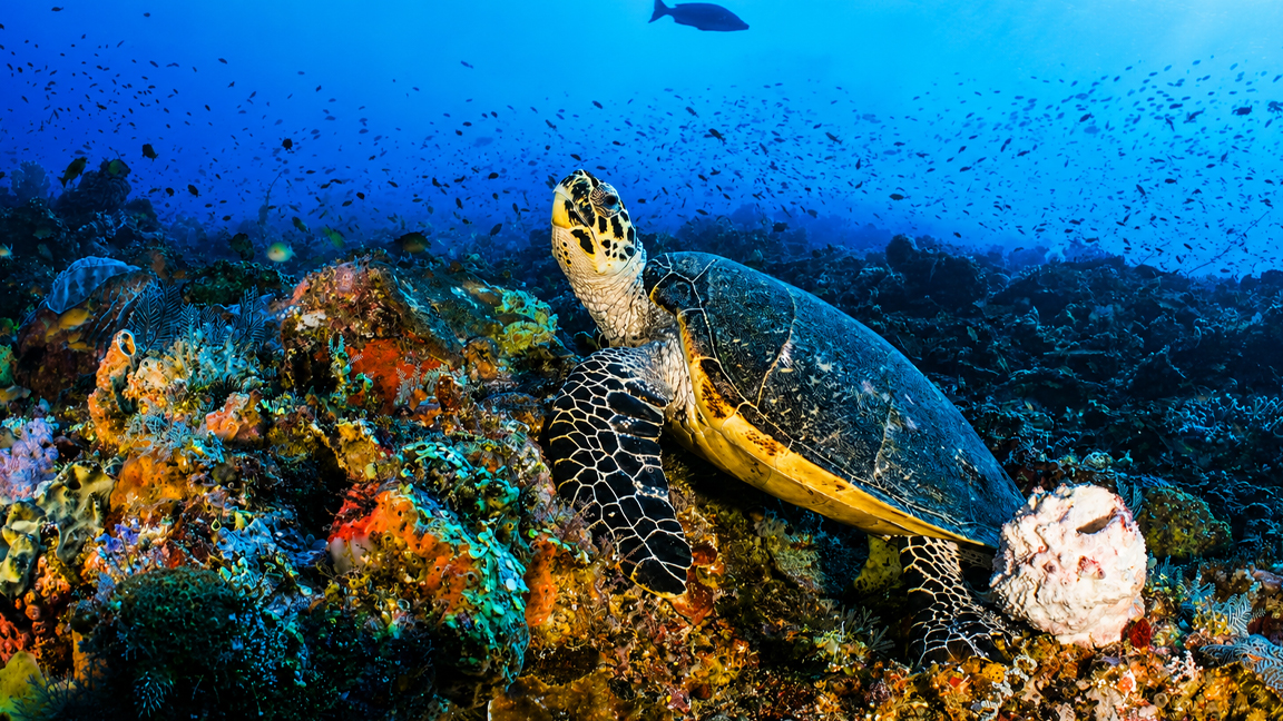 What is this sea turtle searching for beneath the reef?