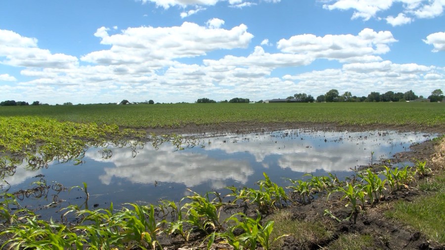 Rapid corn growth spurred by rain, but root rot poses challenge