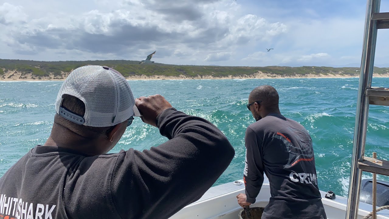 Braving rough seas: Our shark dive adventure (with zero sharks!)