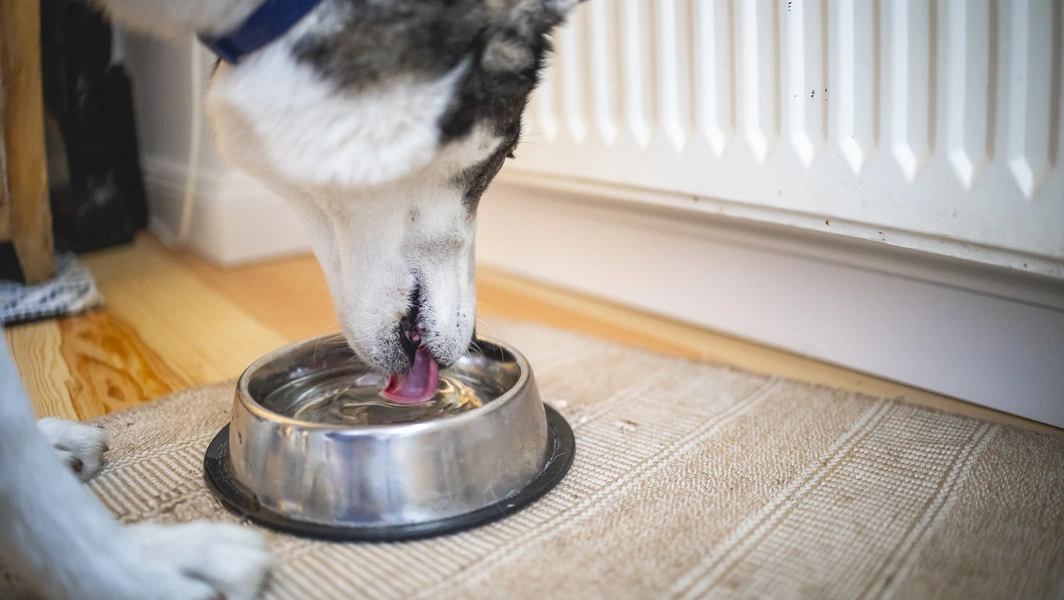 Warning signs of canine health and behavior problems