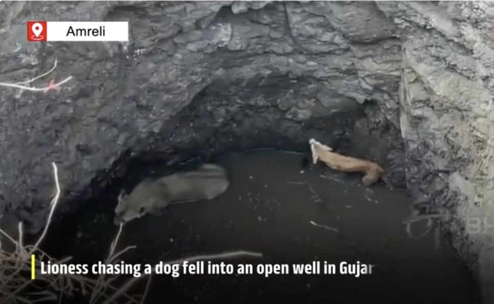 Lioness, dog truce in well rescue