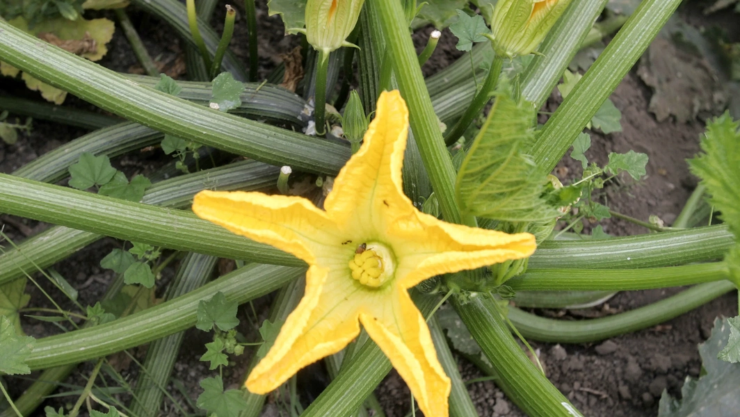 Grow your best squash harvest ever