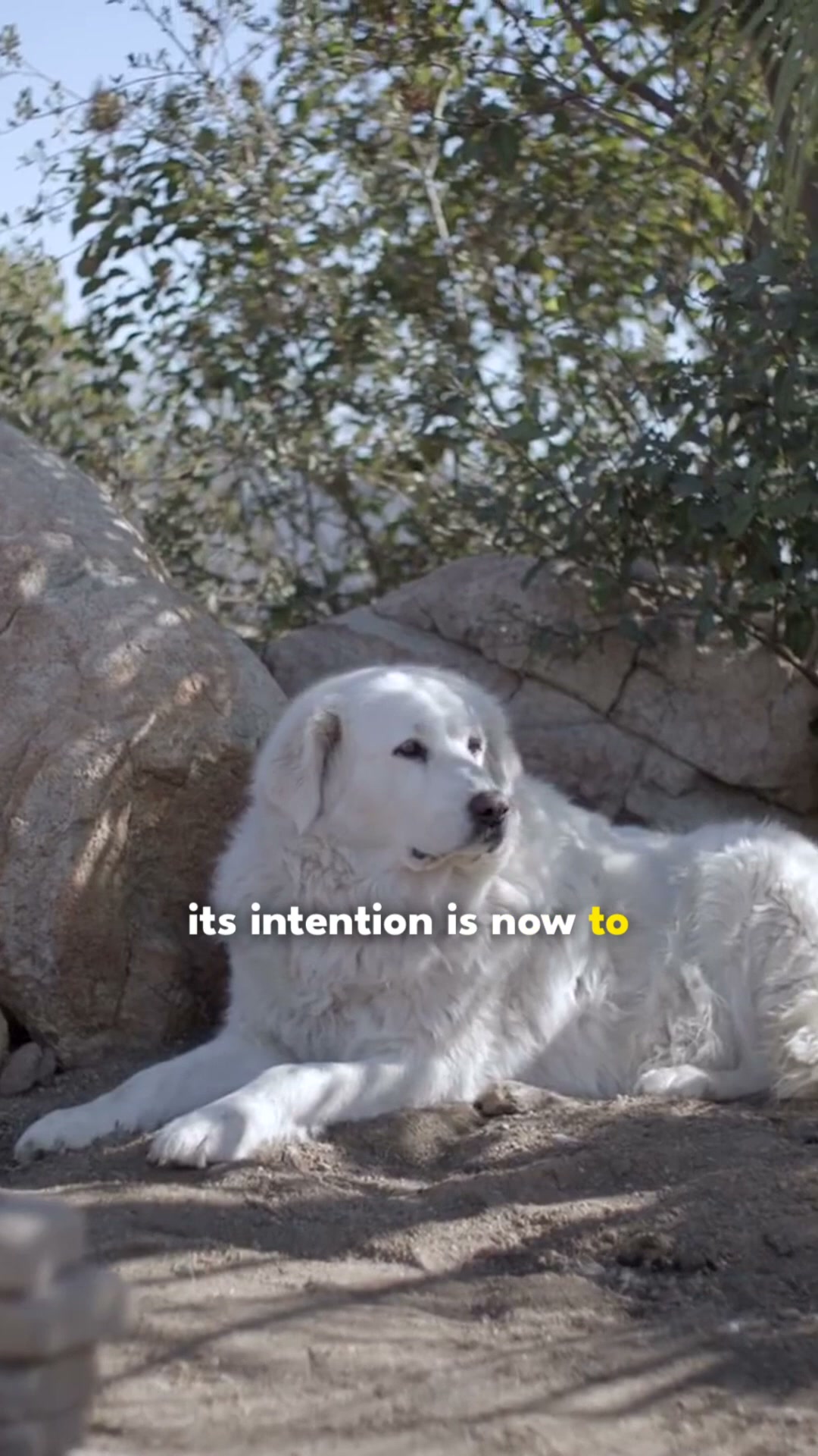 MAREMMAS ABILITY TO SENSE INTENTmarema's ability to sense intent