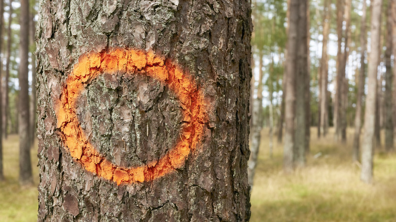 If you see orange paint on a tree, this is what it means