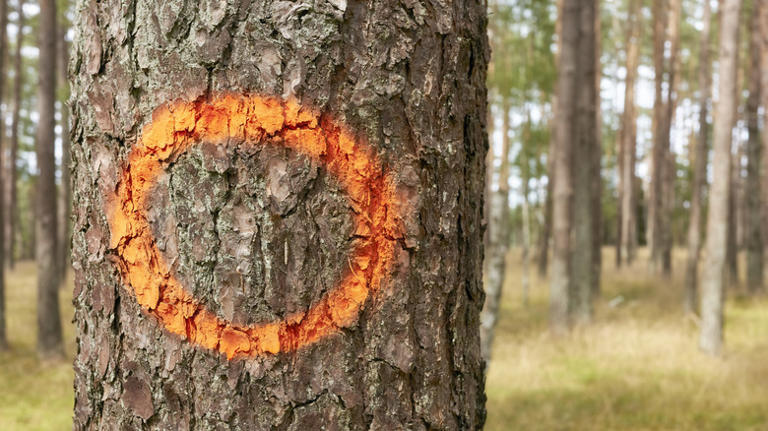 If you see orange paint on a tree, this is what it means