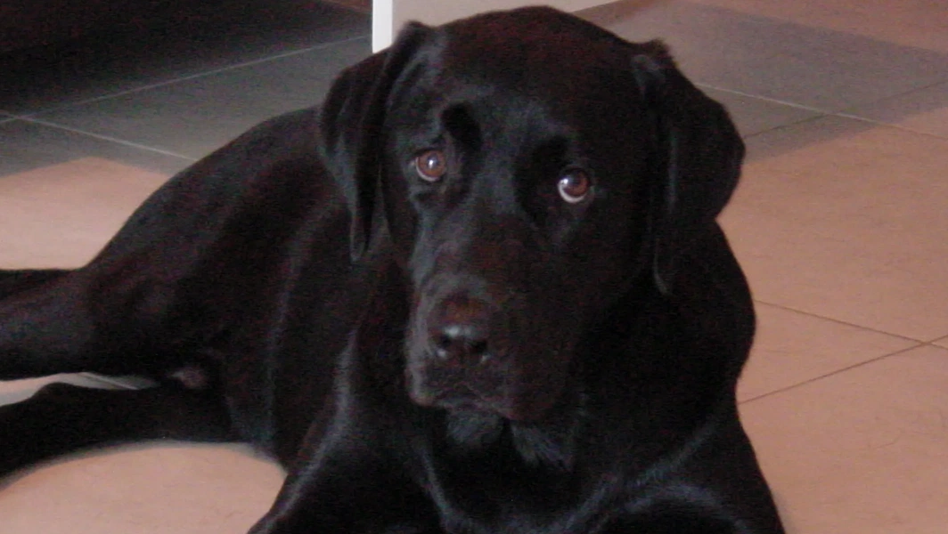 13 popular names for black labradors
