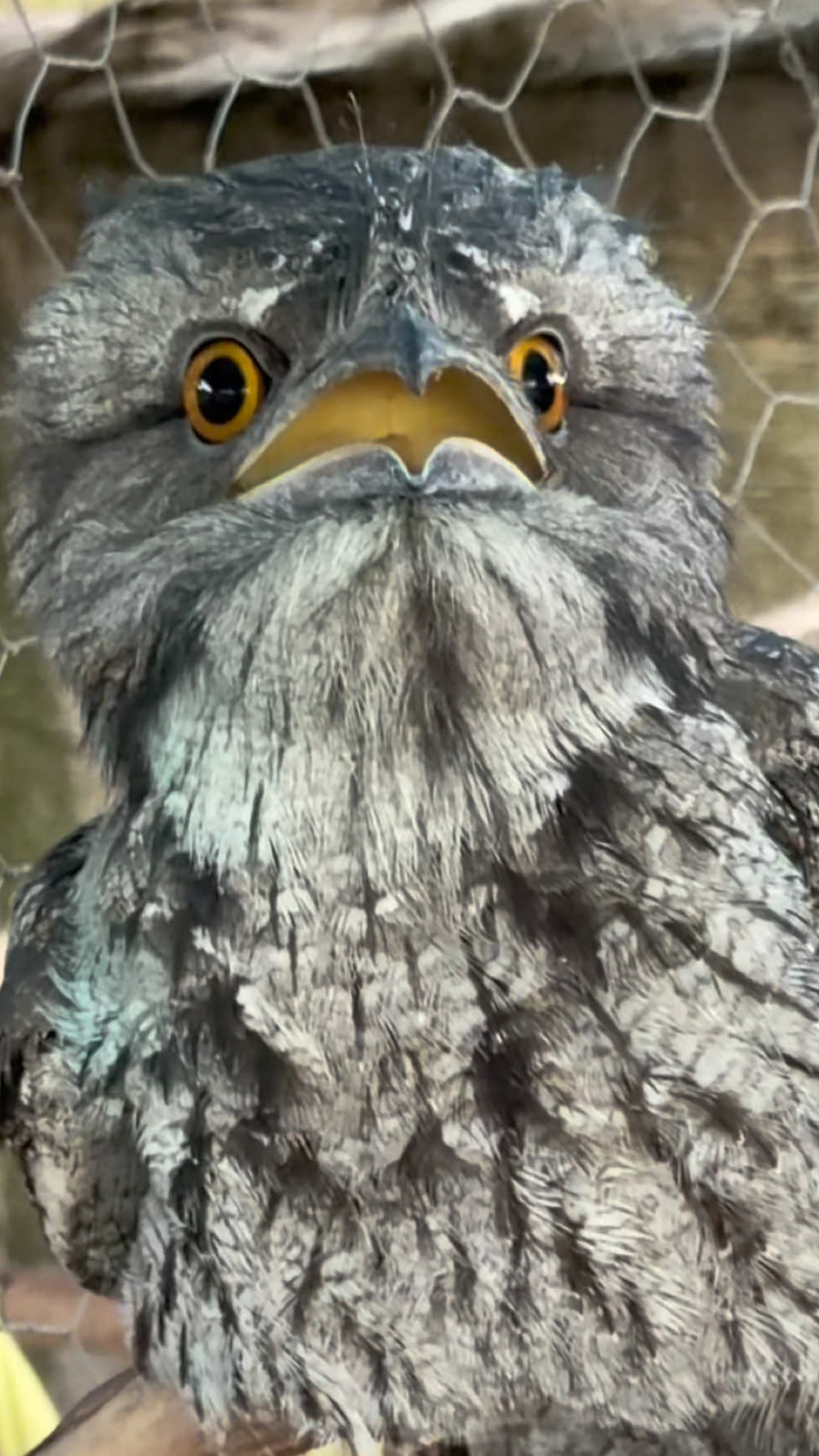 Caring for tawny frogmouths in recovery