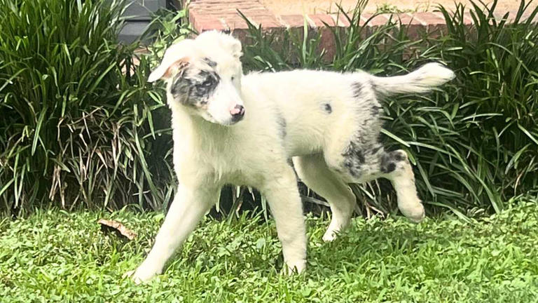 Meet Pebbles: The 16-week-old fluffy puppy looking for loving & patient ...