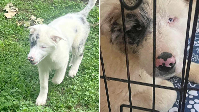 Meet Pebbles: The 16-week-old fluffy puppy looking for loving & patient ...