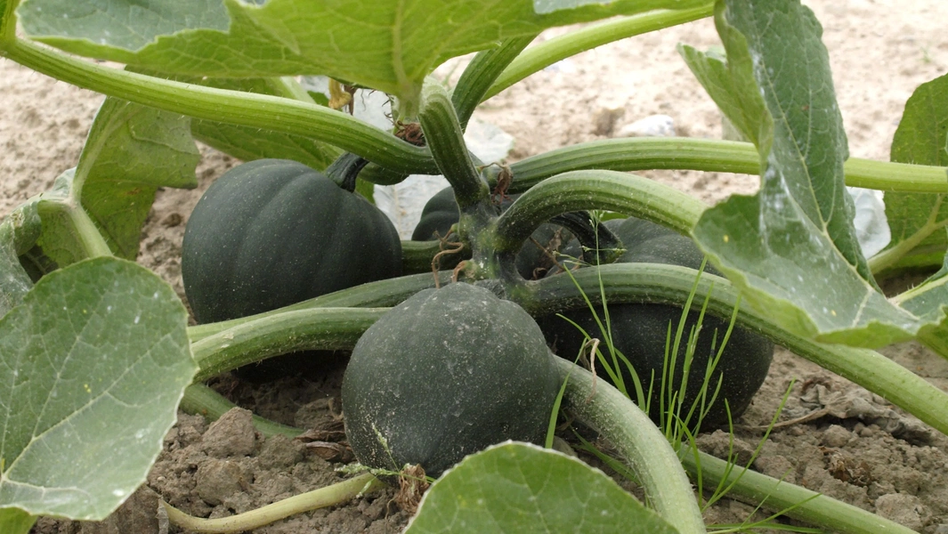 How to grow healthy, productive squash