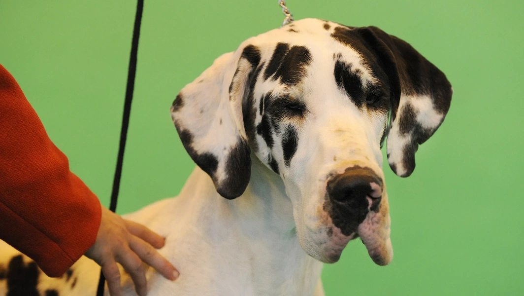 Great Danes: Size, care, and temperament